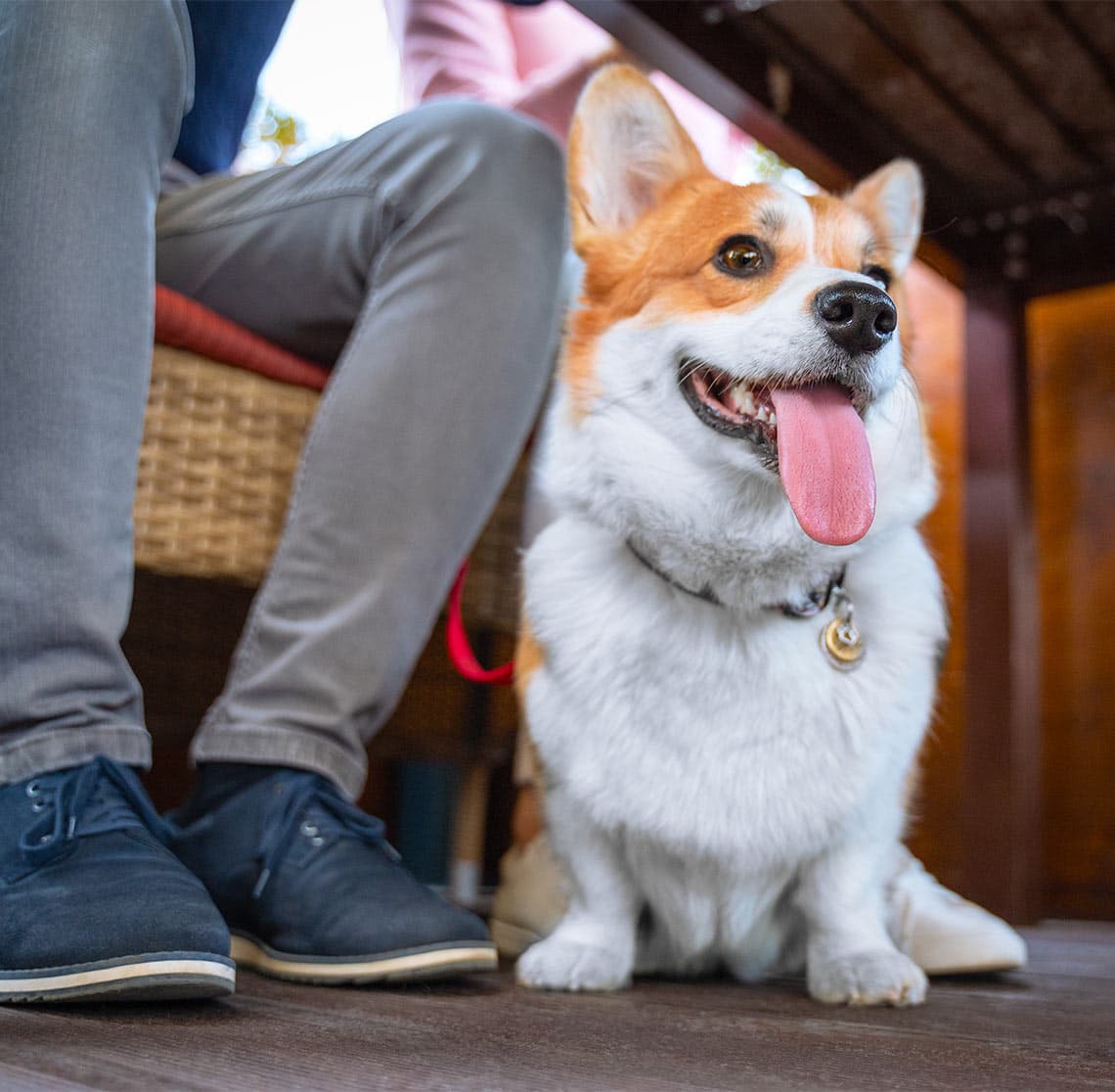 Dog Friendly Amish Country Hotel | Furry Friends Are Welcome